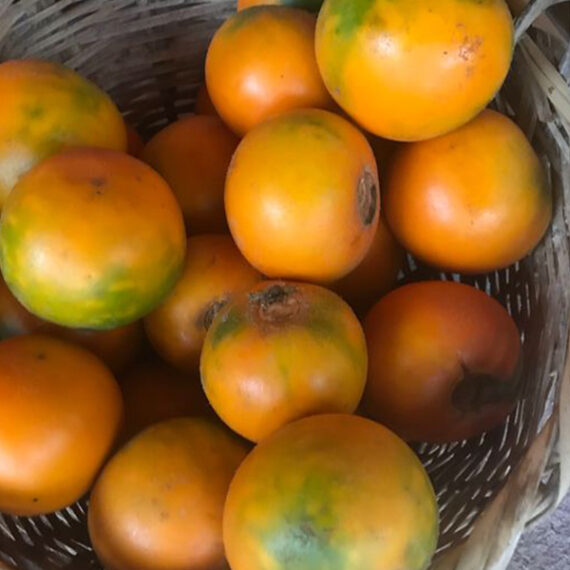 Cacao de Origen Lulo - Color Cacao