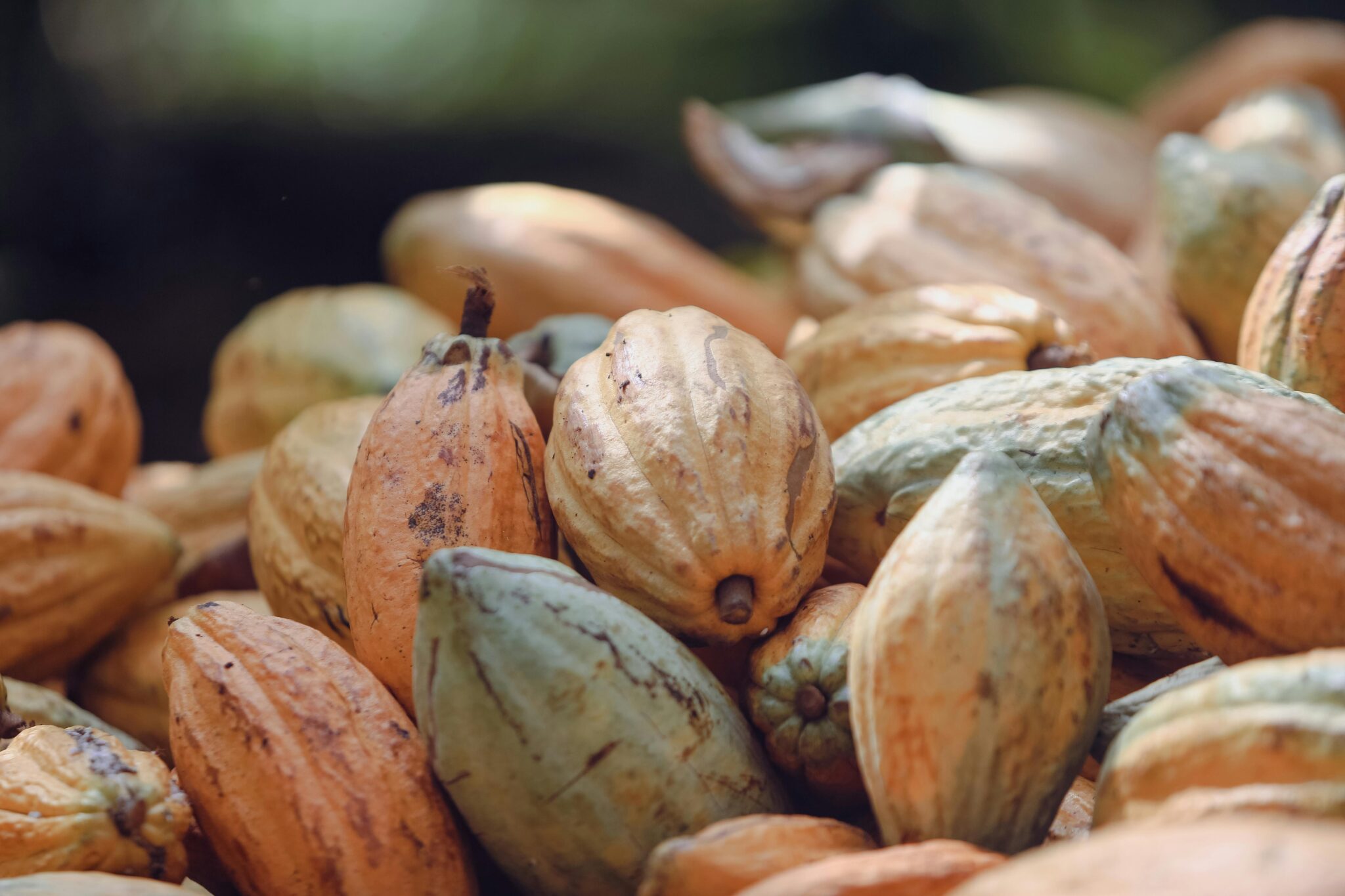 Cacao vs cacao fino de aroma - Color Cacao